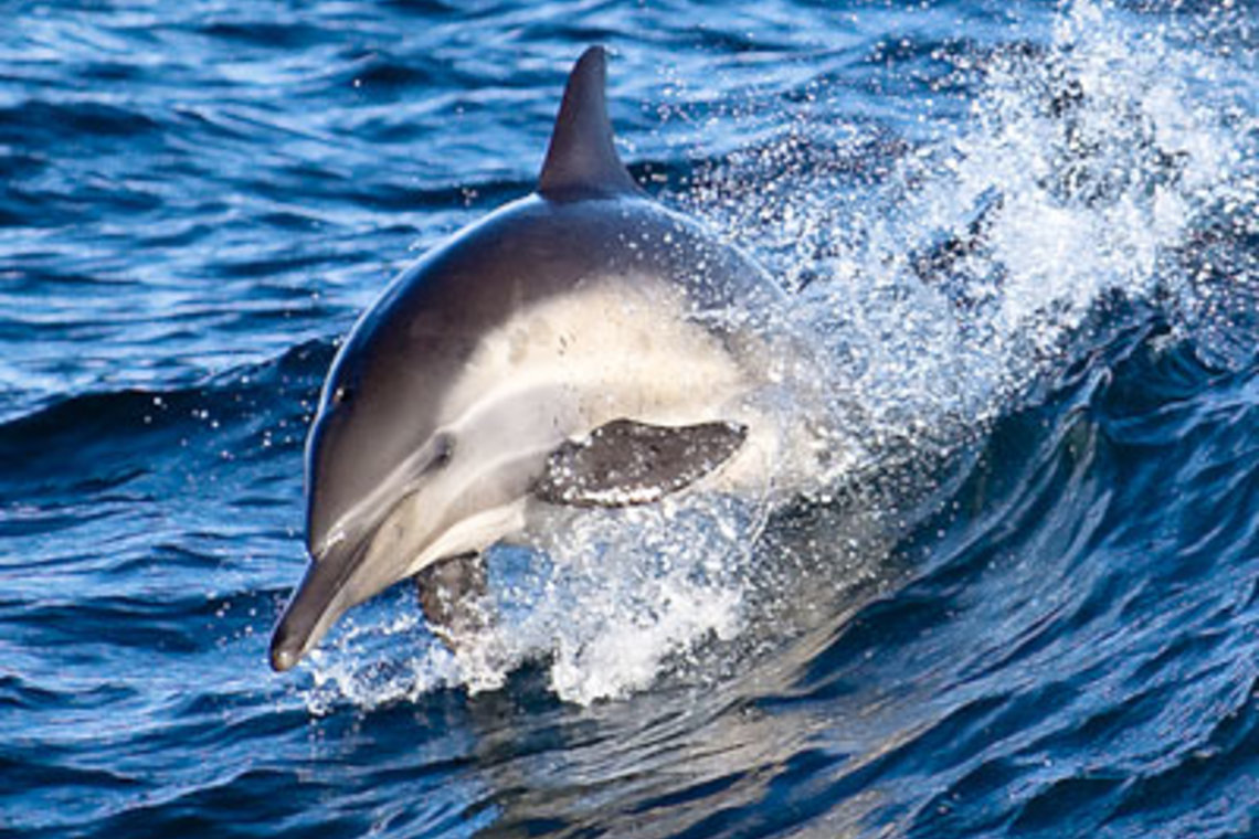 Common Dolphin