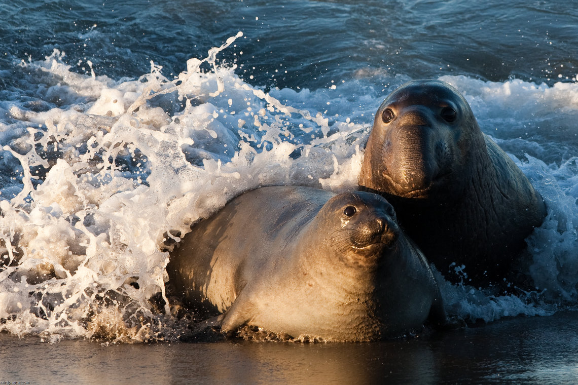 Island Of The Blue Dolphins Sea Elephants